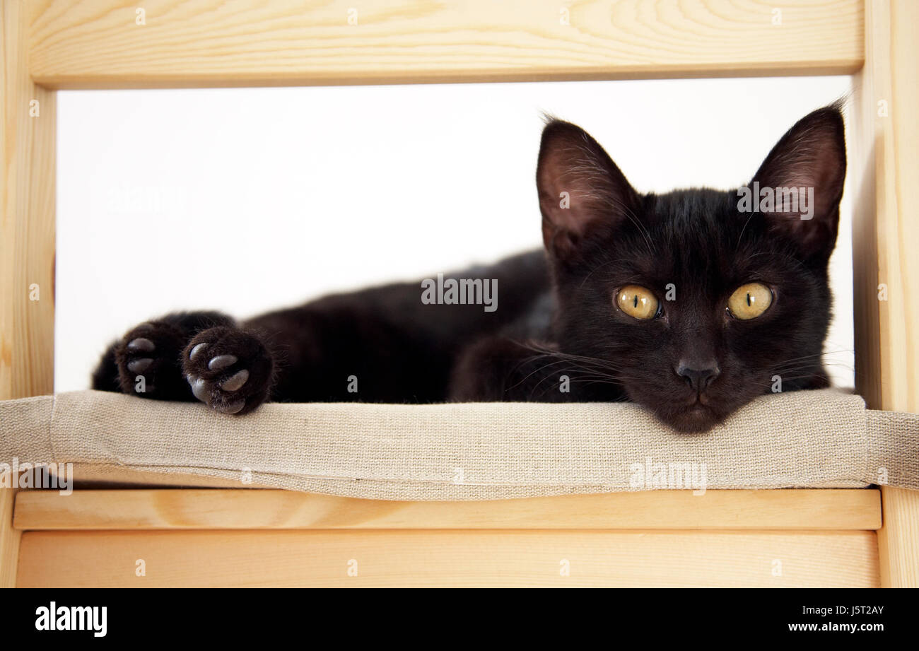Black pussycat hi-res stock photography and images - Alamy