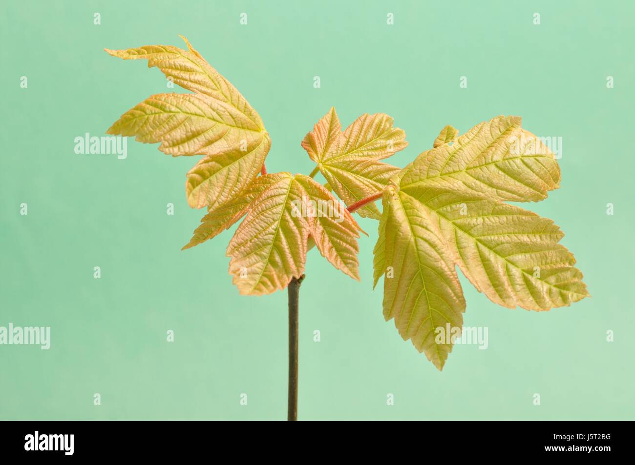 Maple in spring, studio shot Stock Photo - Alamy