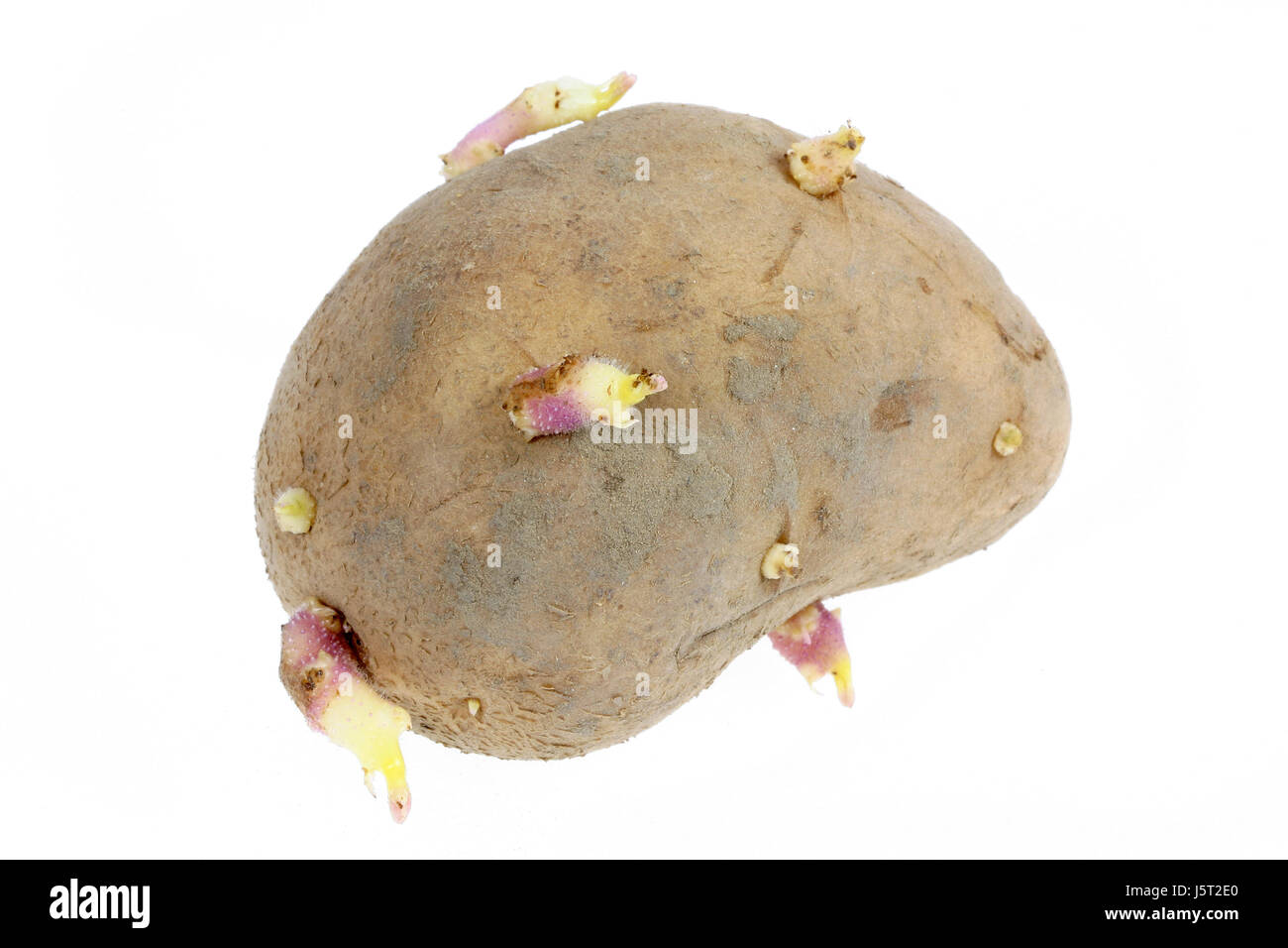 germ germs potato potatoe food aliment macro close-up macro admission ...