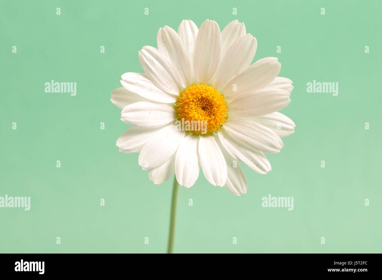 White daisy, studio shot Stock Photo - Alamy