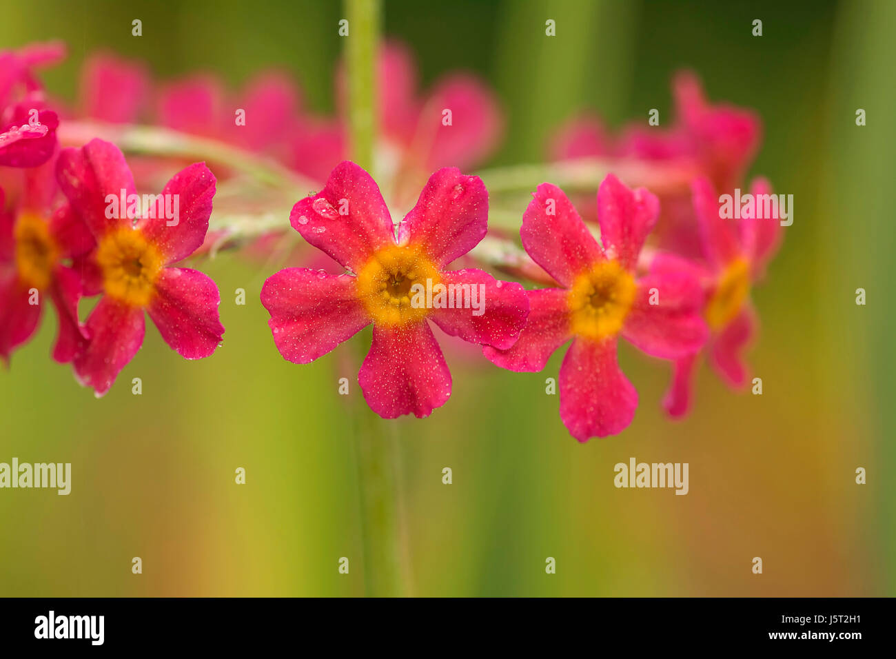 Primula, Primrose, Japanese primrose, Primula japonica, Candelabra ...