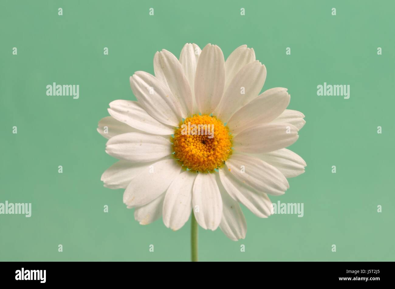 White daisy, studio shot Stock Photo - Alamy
