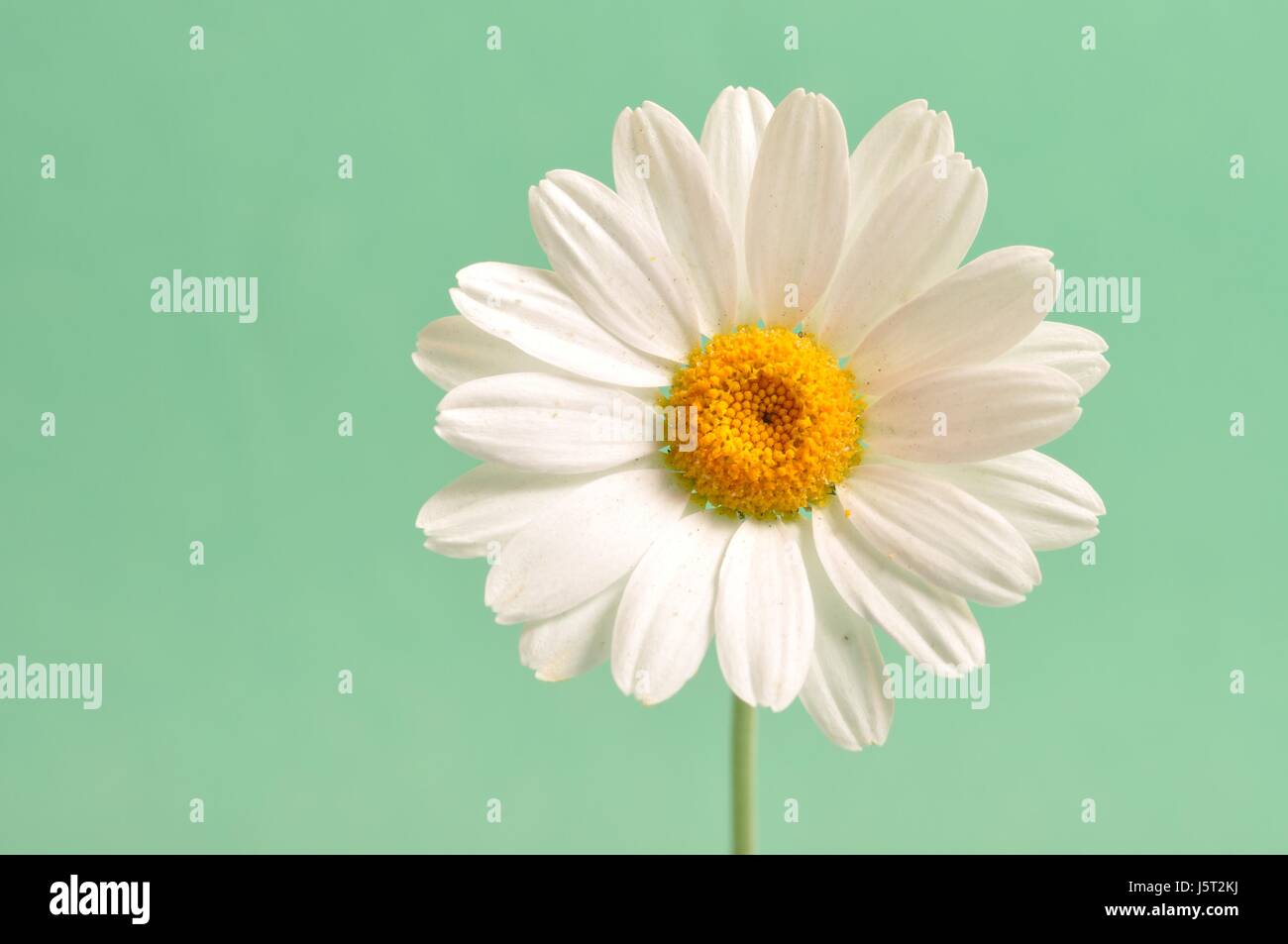 White daisy, studio shot Stock Photo - Alamy
