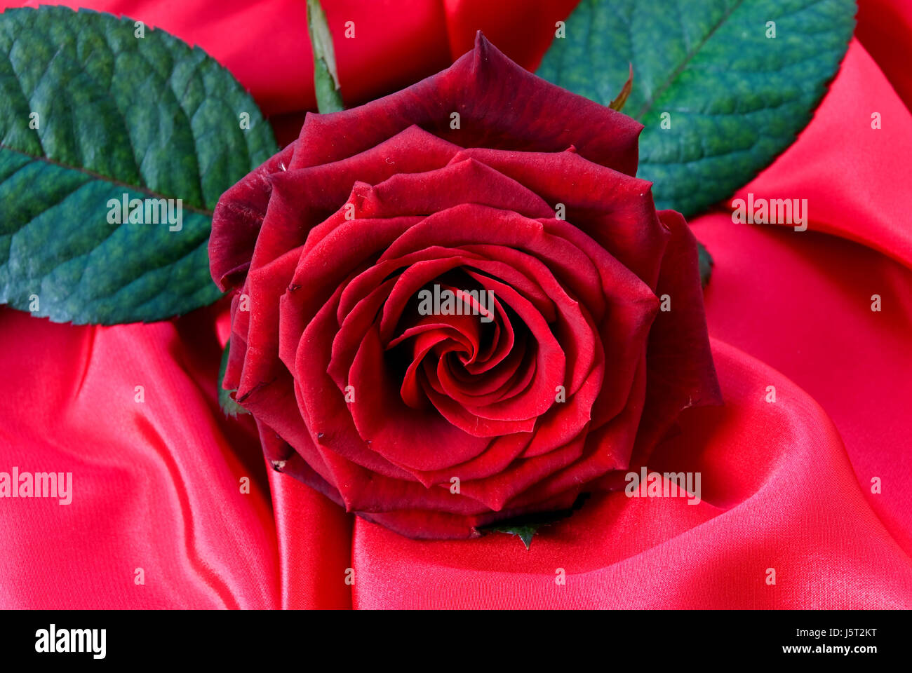 Red silk rose hi-res stock photography and images - Alamy