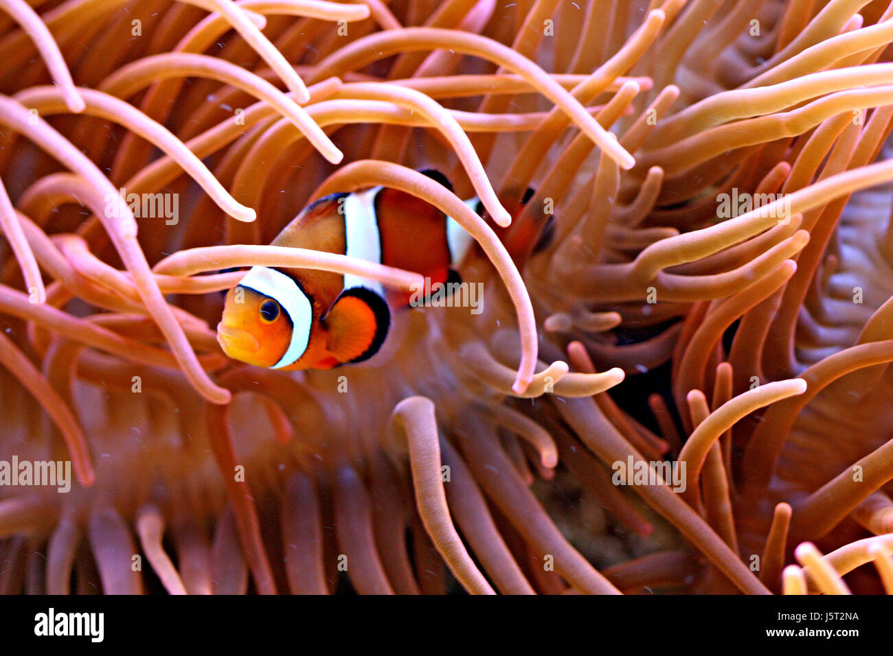 harsh clown fish nemo harsh clown fish nemo anemonenfisch harlekinfisch ...
