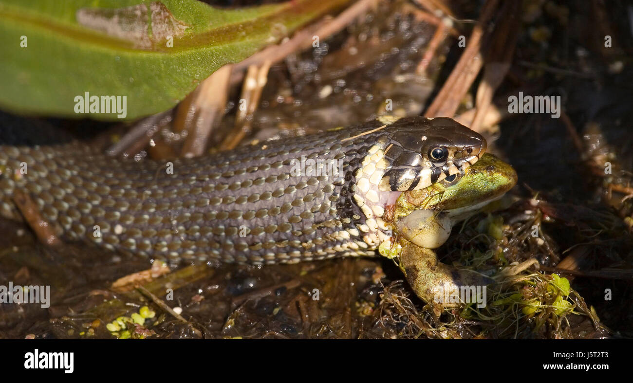 Snake fighting hi-res stock photography and images - Alamy