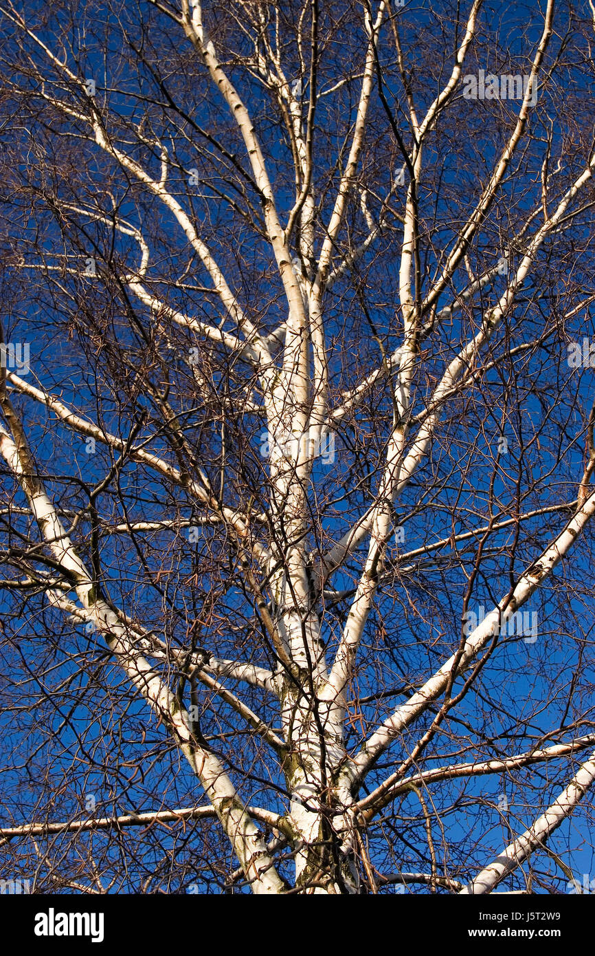 tree deciduous tree branch birch trunk blue tree winter deciduous tree ...