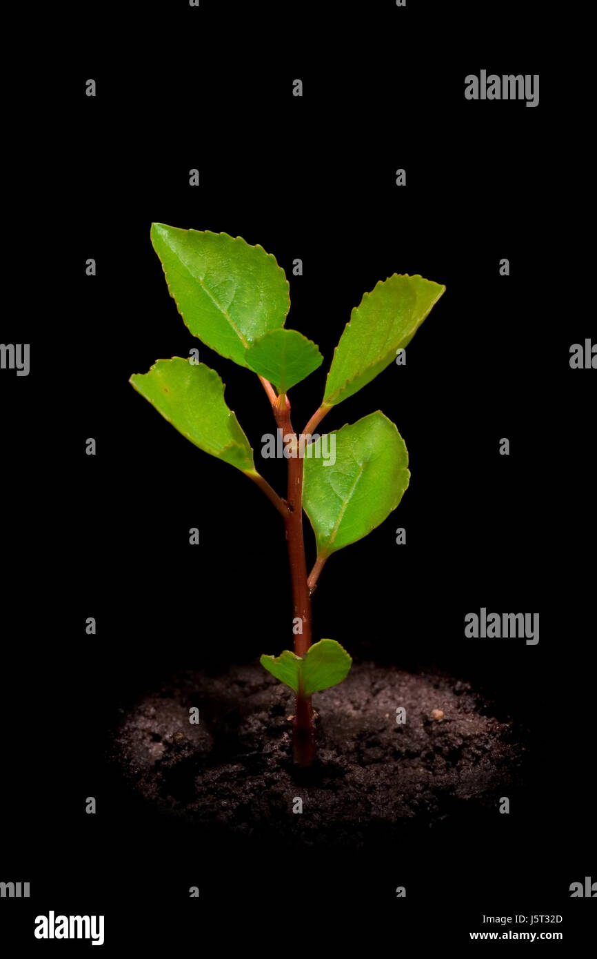 environment enviroment tree black swarthy jetblack deep black small ...