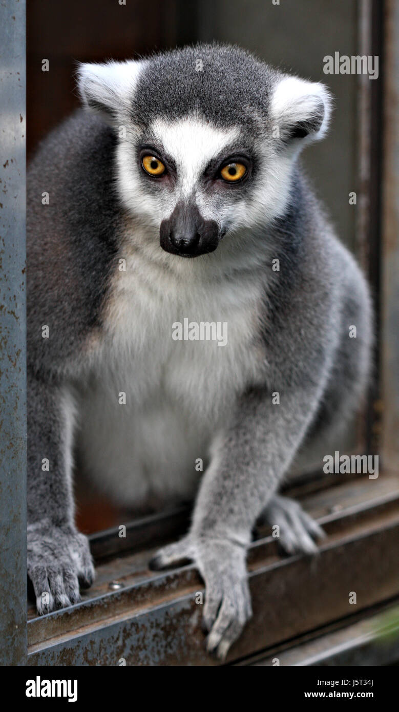 lemur lemures animal curiosity curious nosey nosy monkey look glancing ...