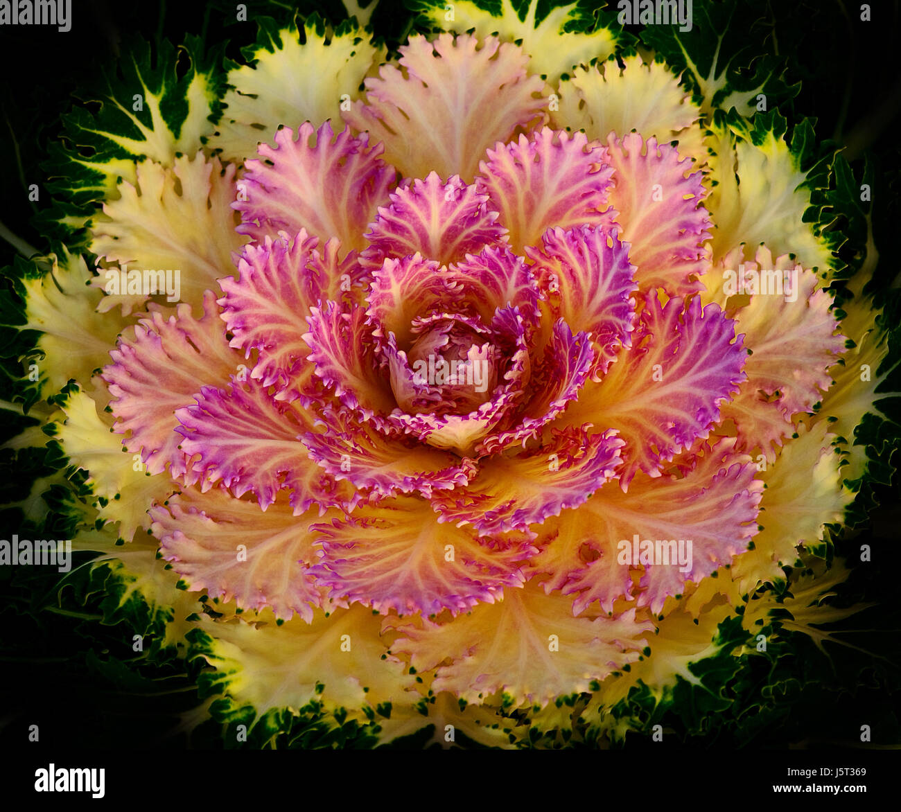 cabbage rosette vegetable zierkohl gemsekohl gemsekohl kohlgewchse ...