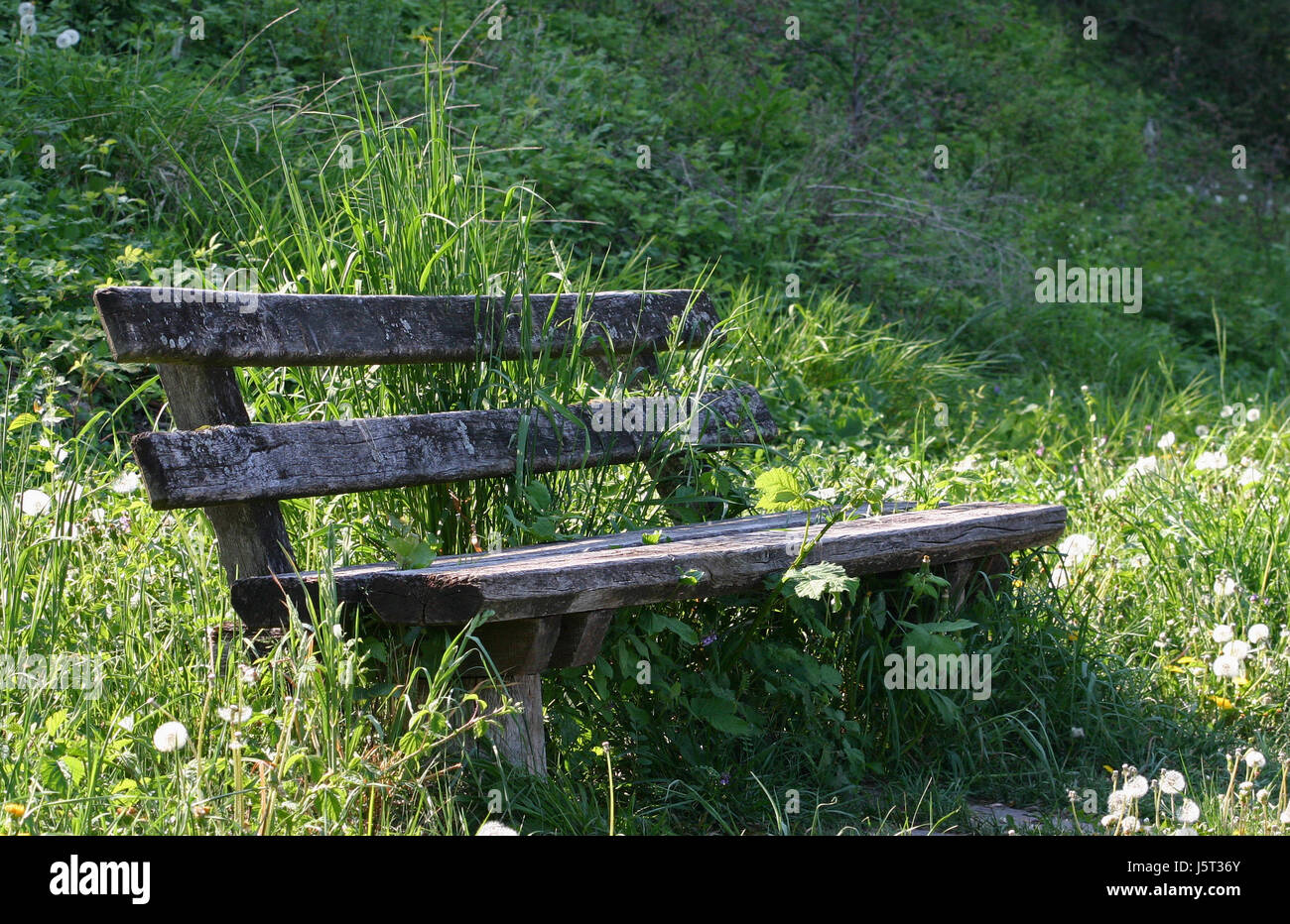 seat bench meadow grass lawn green green wood sunlight radio silence ...