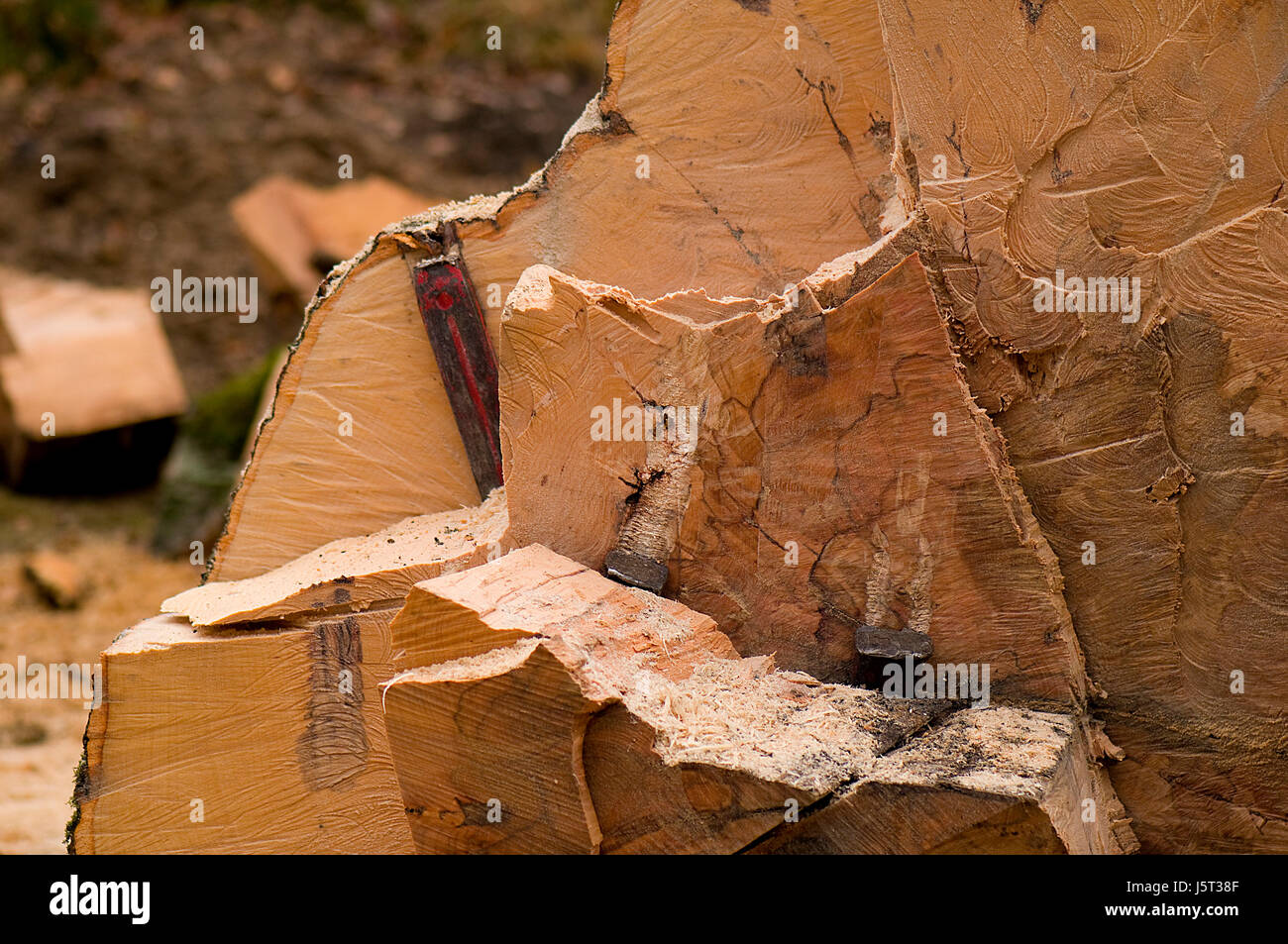 wood copper beech wedges tree wood drop hard saw raw material beech ...