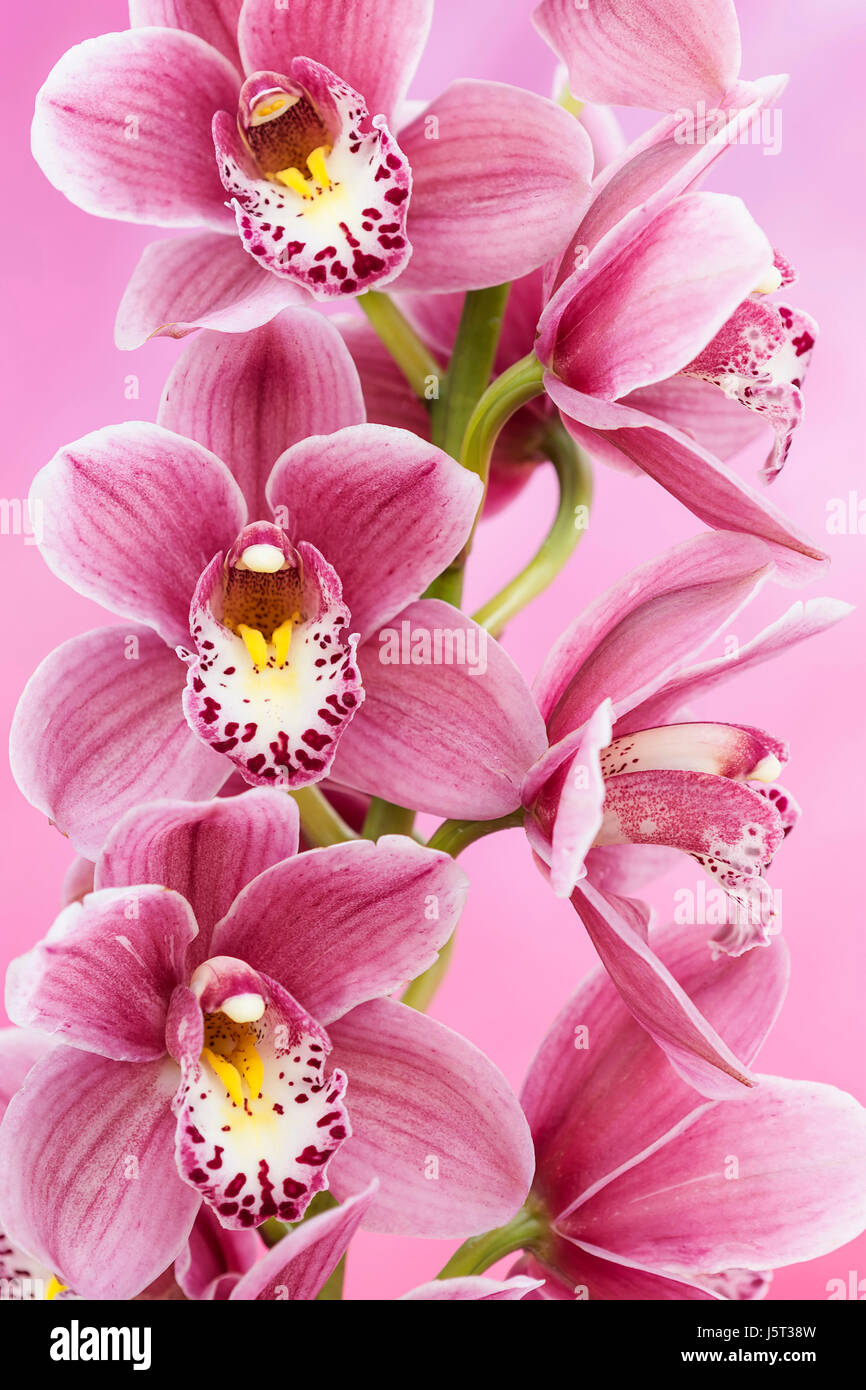 Orchid, Cymbidium, Studio shot of pink flowers shing stamen Stock Photo ...