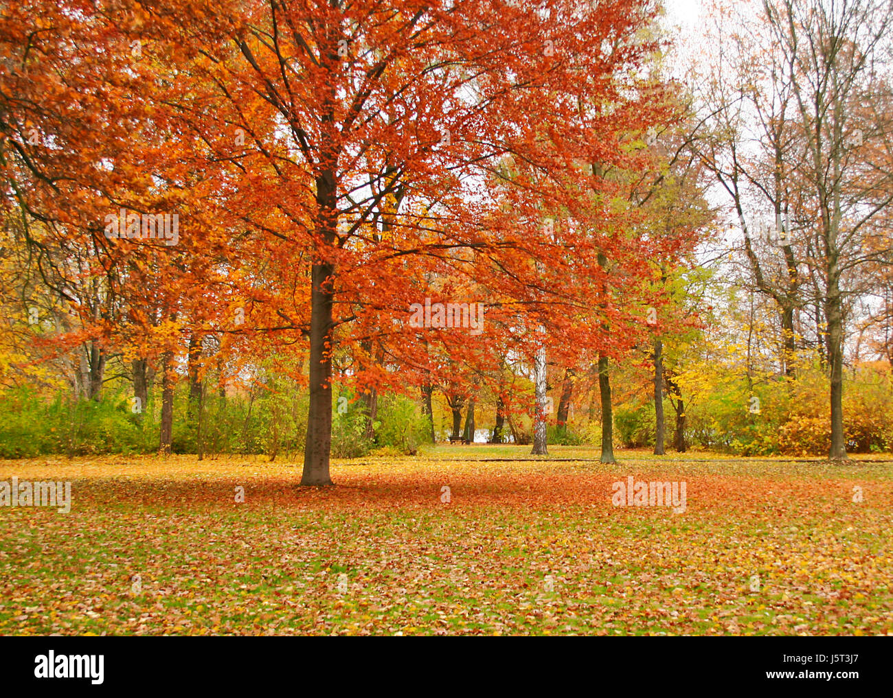 tree park october colour colors colours fall autumn tree trees park ...