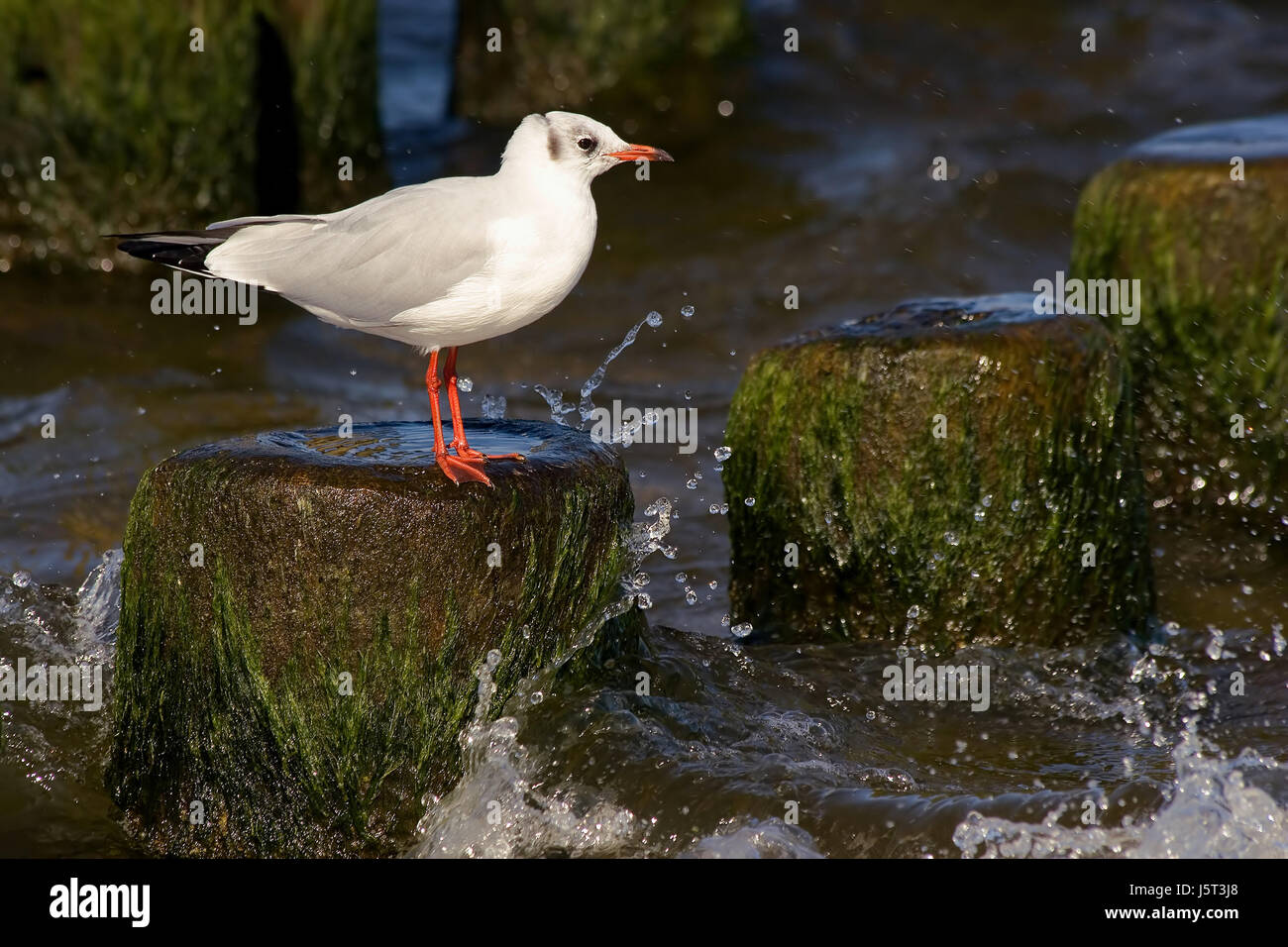 bird birds waves water baltic sea salt water sea ocean algae gout ...