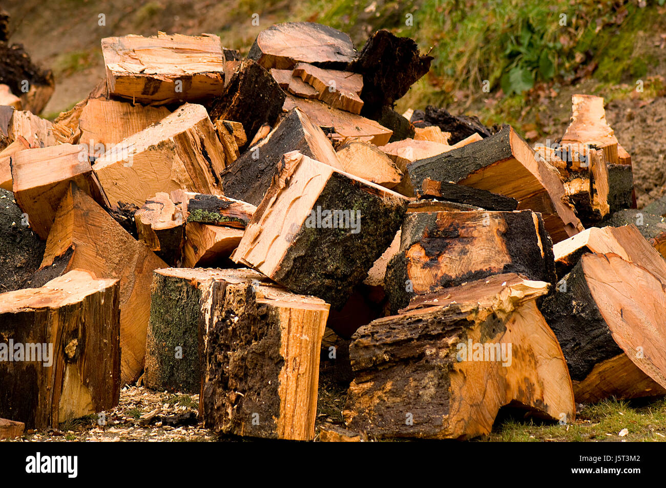 wood parts dissected pieces tree wood drop hard saw beech hardwood say ...