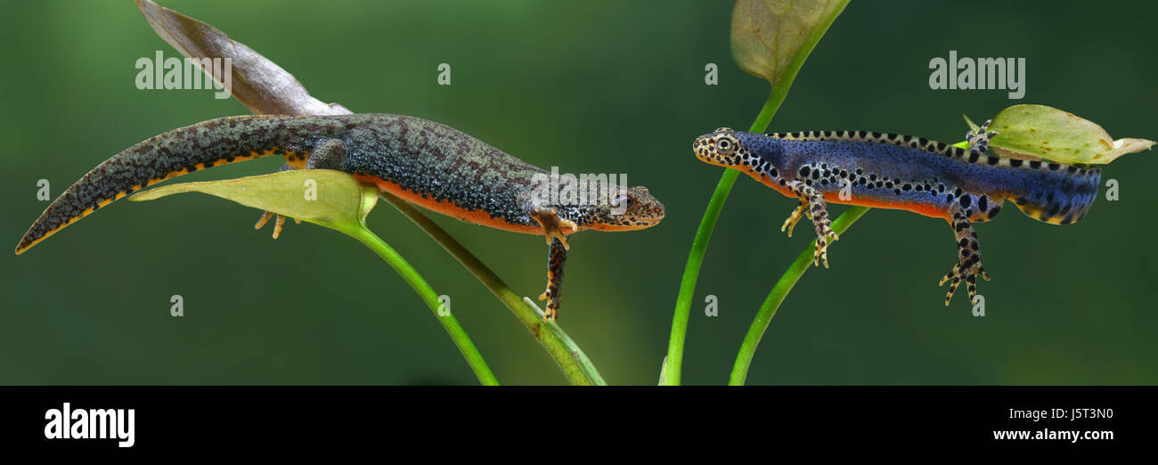 Alpine newt male female hi-res stock photography and images - Alamy