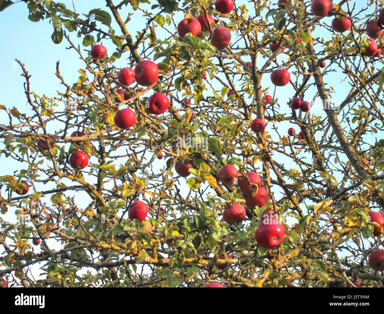 Apple tree at fall Stock Photo - Alamy