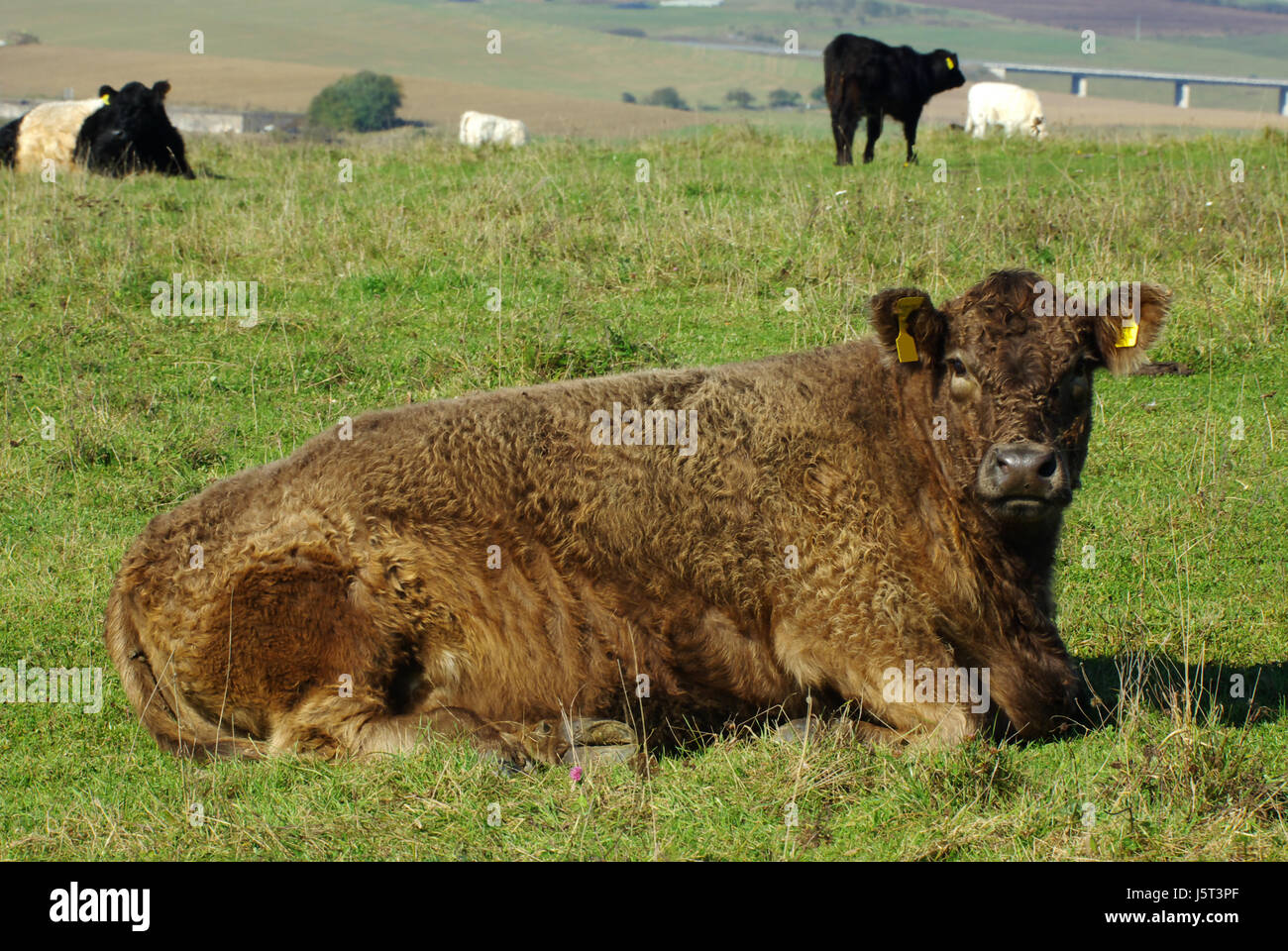 mammal bull bovine bullock animals lie lying lies entice farm animal ...