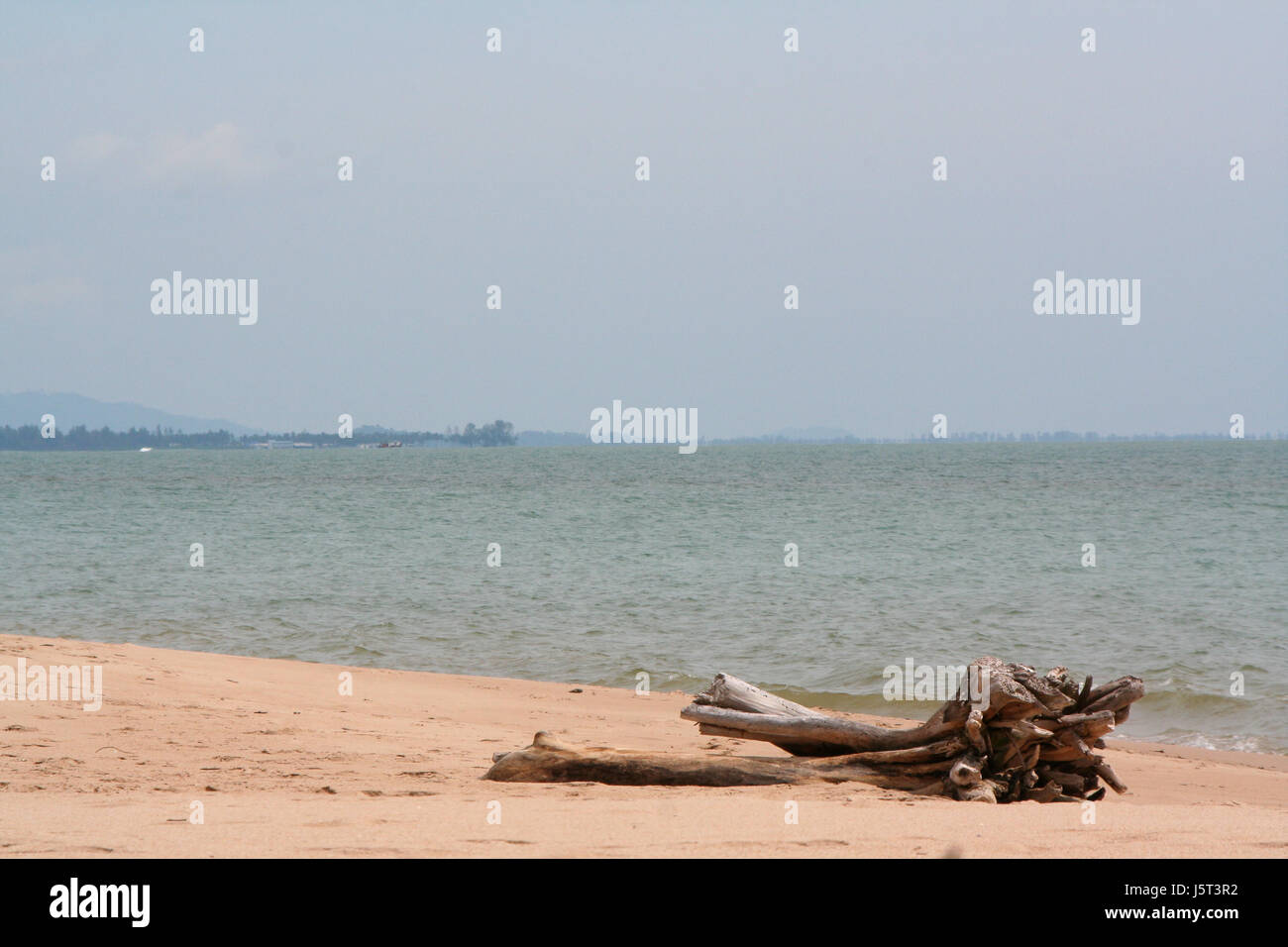 wood beach seaside the beach seashore thailand flotsam tree wood beach ...