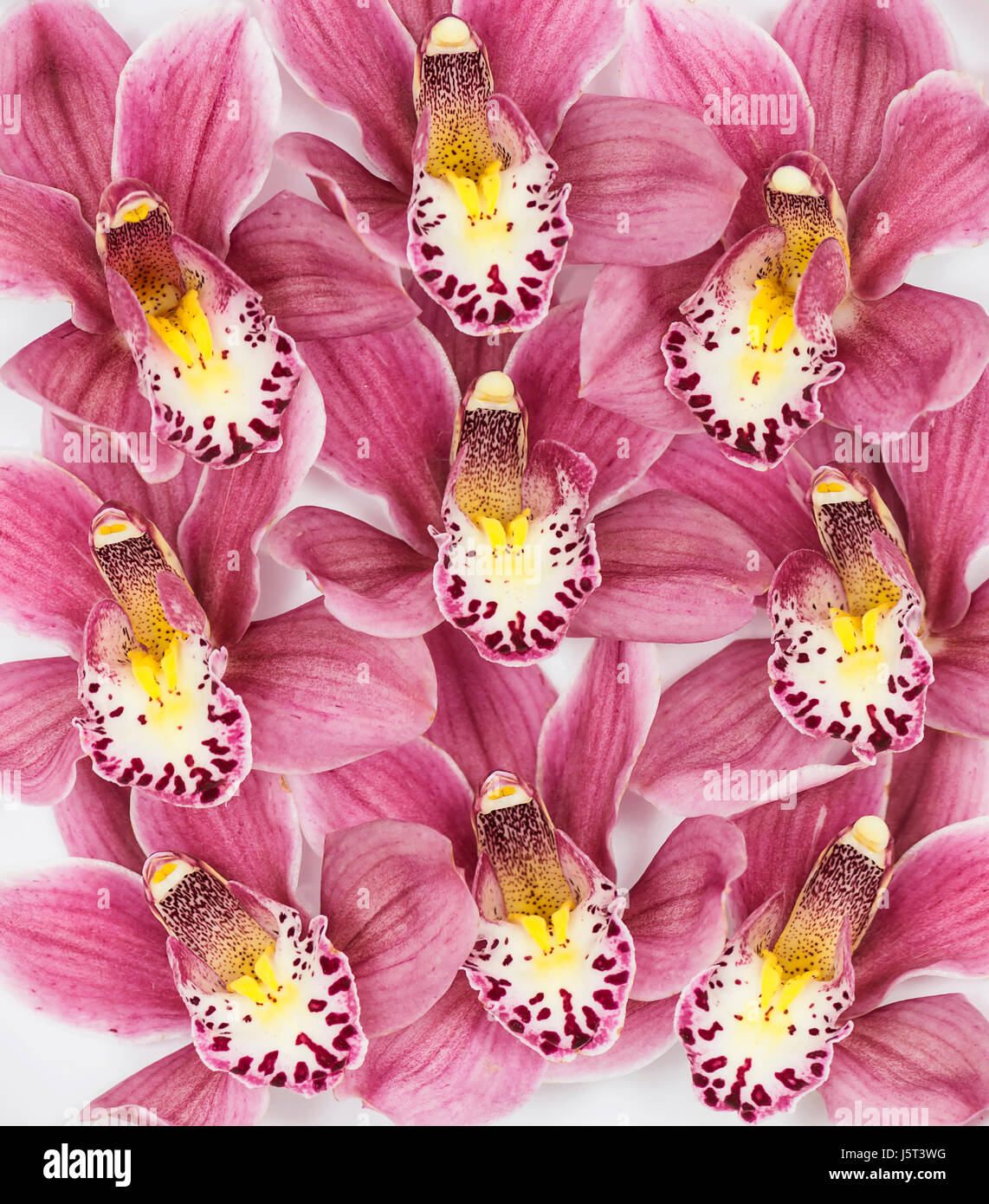 Cymbidium flower orchid hi-res stock photography and images - Alamy