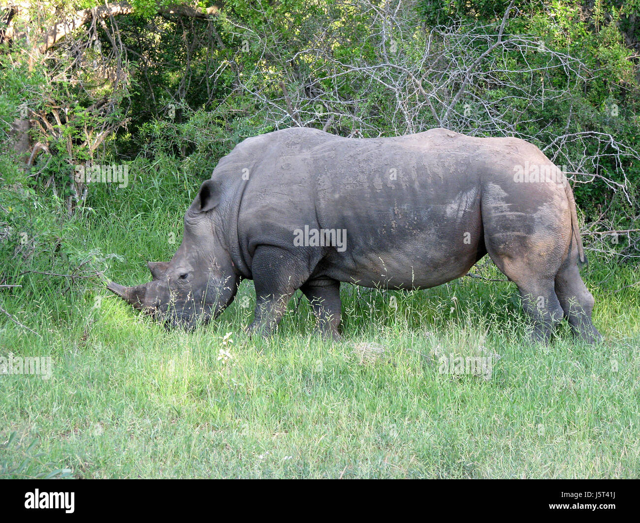 africa south africa safari rhino rhinoceros asia savannah horn steppe ...