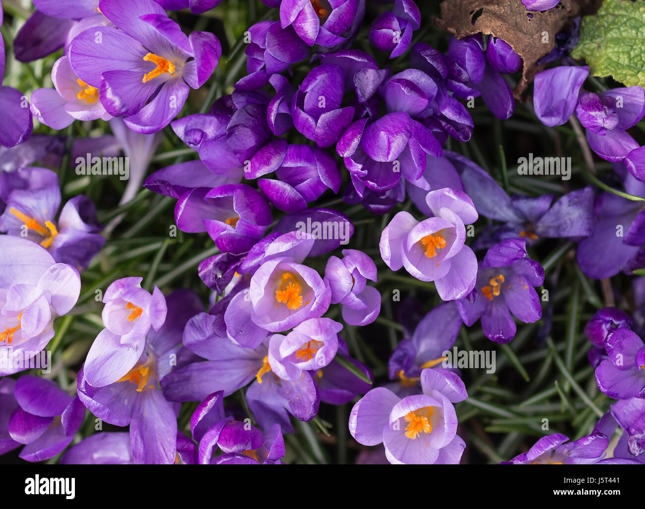 Crocus, Early crocus, Crocus tommasinianus, Aerial view of purple ...
