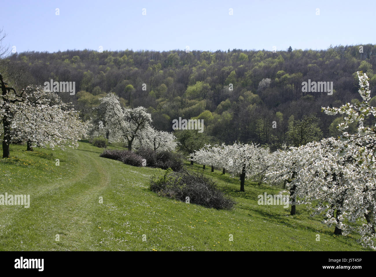 tree trees fruit-tree nature tree trees bloom blossom flourish ...