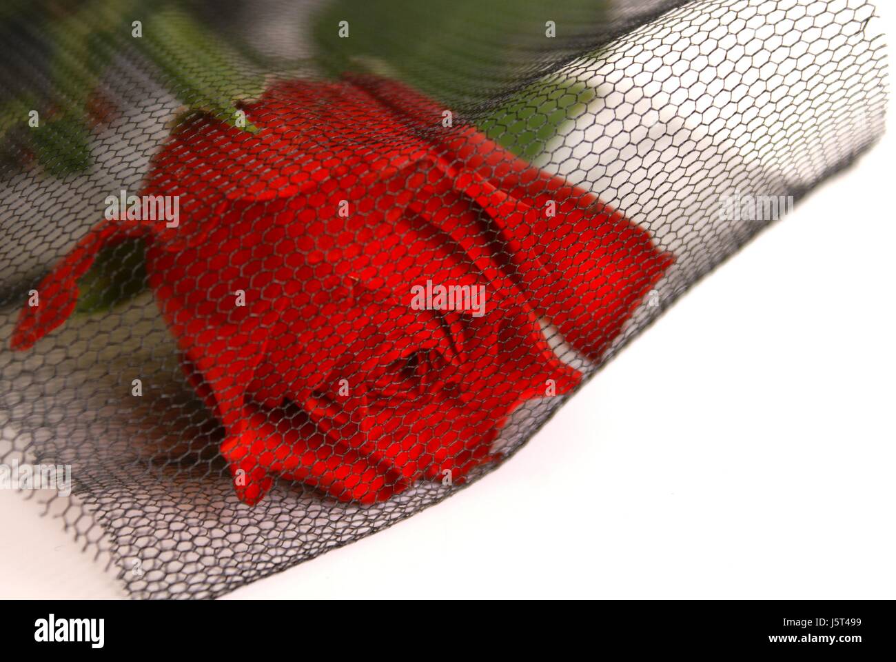 mourning rose ii Stock Photo - Alamy