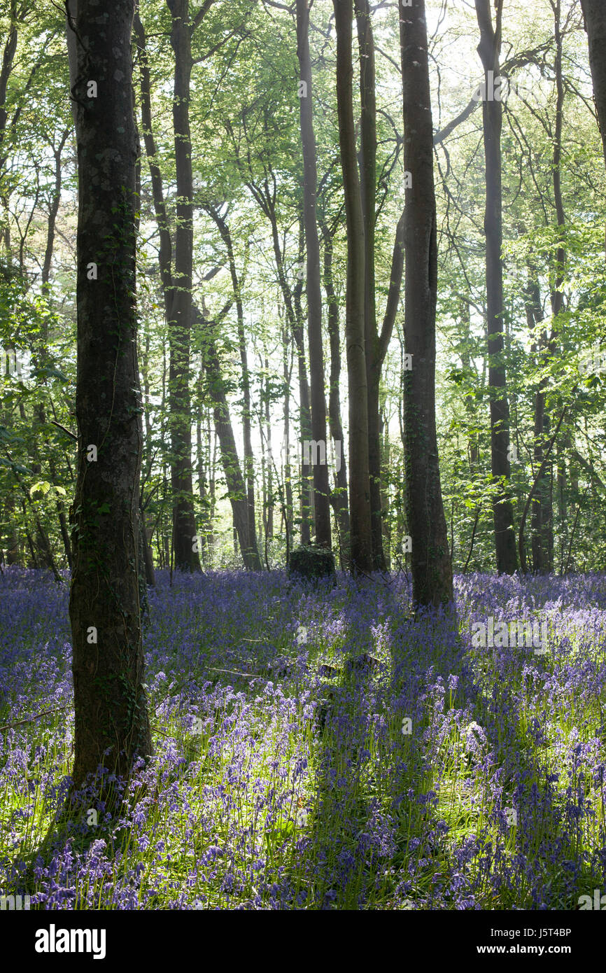 Bluebells wood Trefusis Estate Flushing Cornwall wedding venue Stock ...