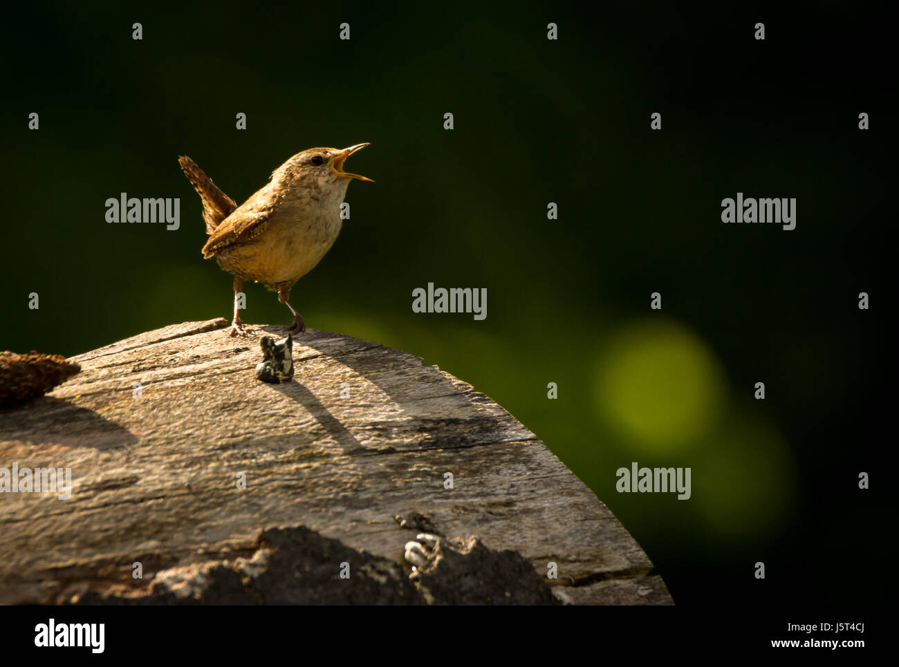 Wren singing on a felled log Stock Photo - Alamy