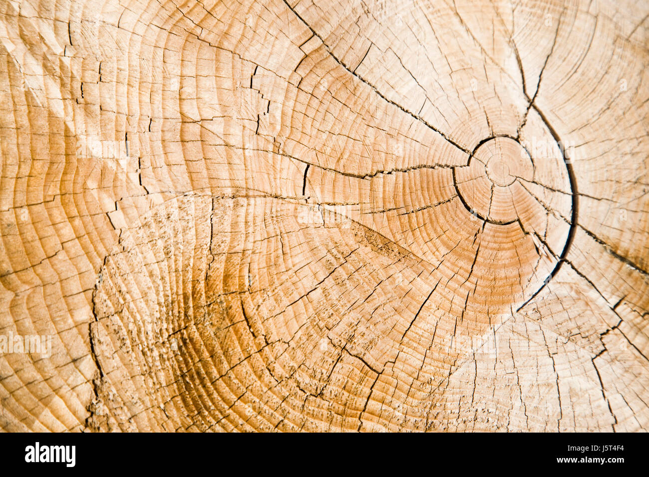 tree trunk drop snag annual rings tear down brown brownish brunette ...