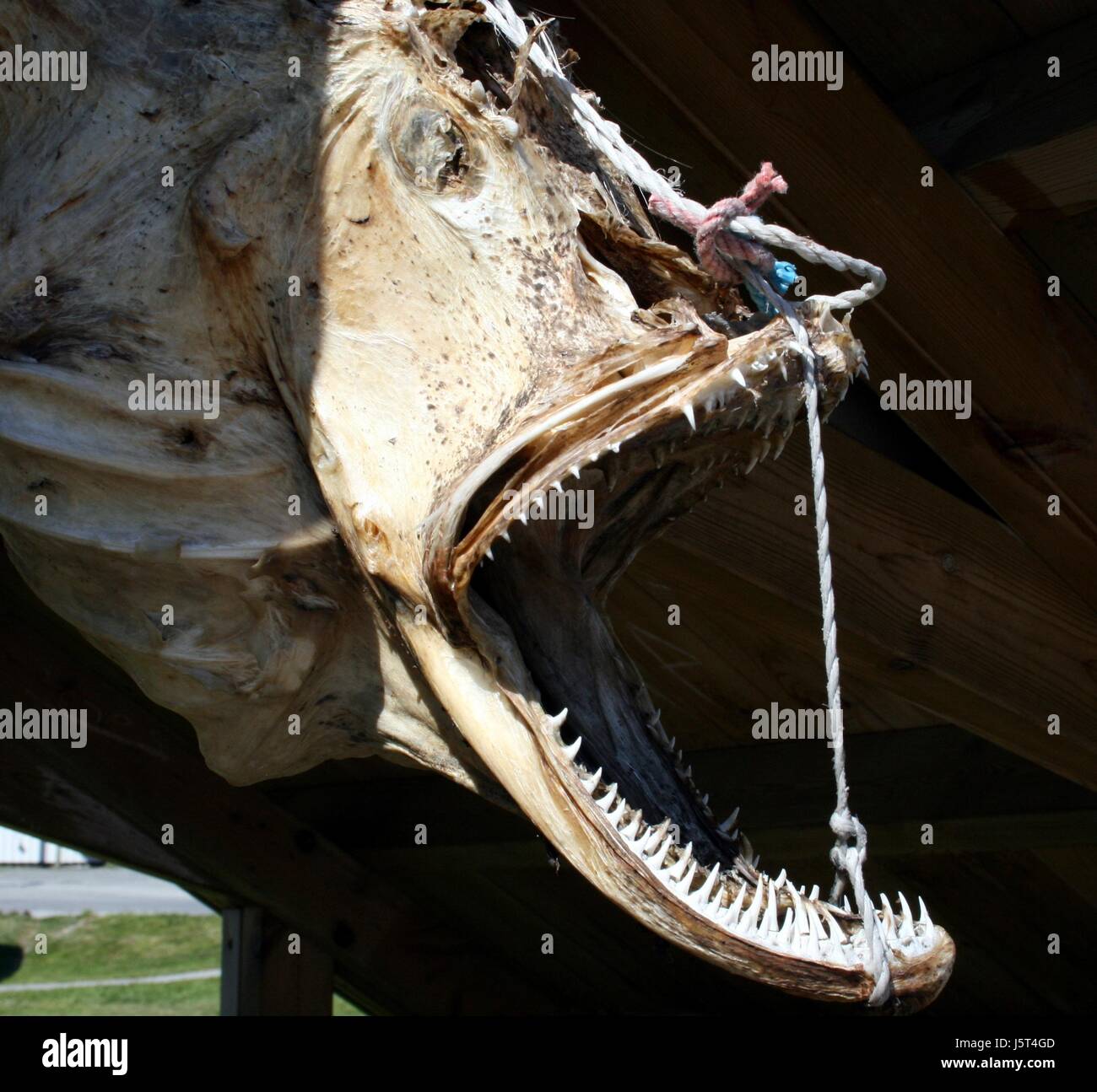 mouth teeth bit tooth fish head mouth teeth bit tooth dried fish head ...