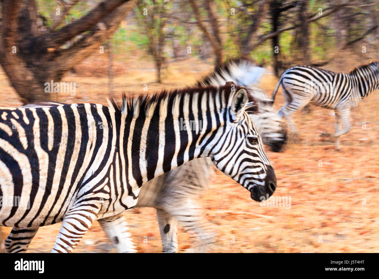 Kuti wildlife reserve hi-res stock photography and images - Alamy