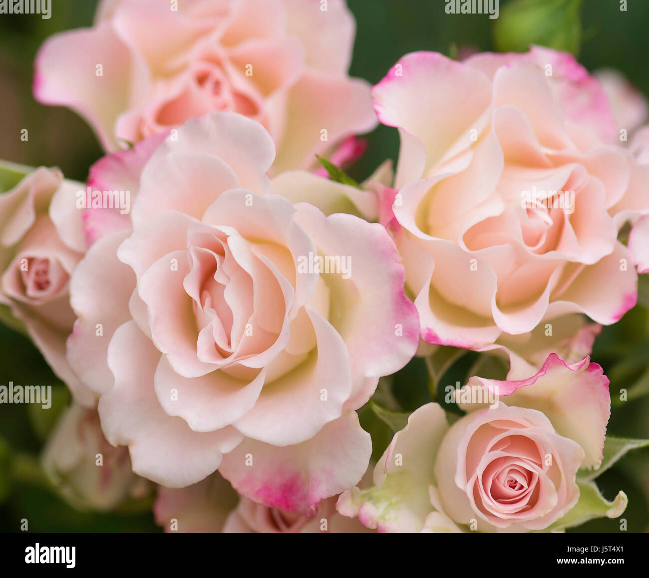 Pink edged rose hi-res stock photography and images - Alamy