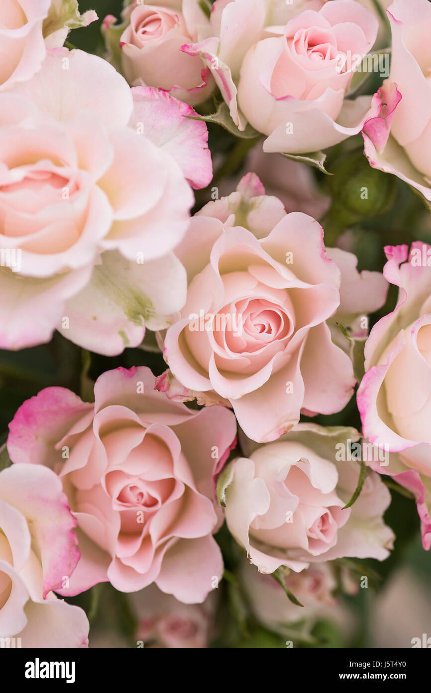Pink edged rose hi-res stock photography and images - Alamy