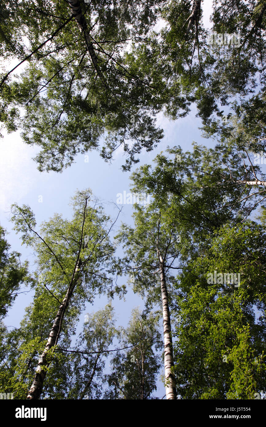 environment enviroment tree green environmental protection birch forest ...