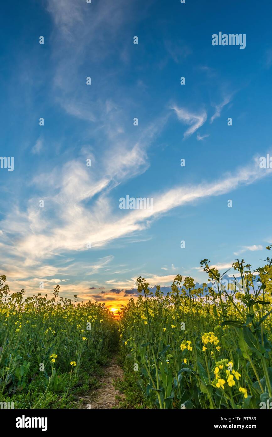 Vertical springtime landscape photo. Lower view from rapeseed field ...