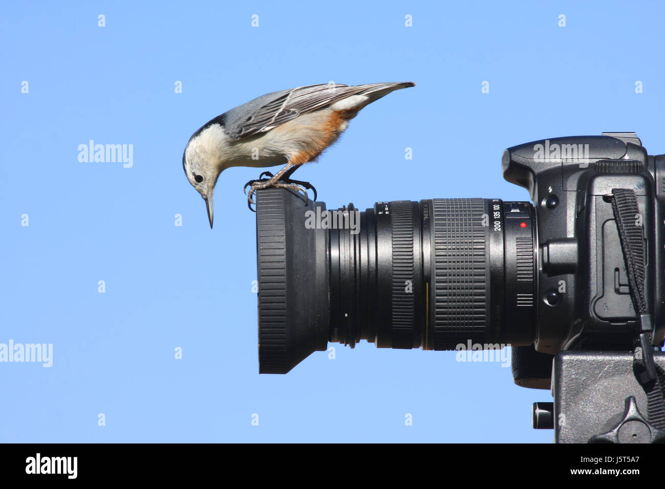 bird photo camera photography picture image copy deduction lens ...