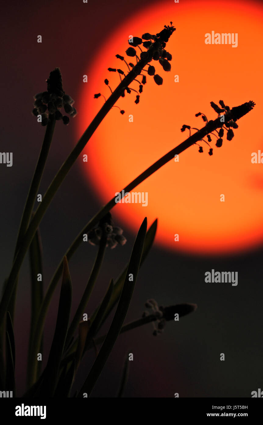 under the setting sun Stock Photo - Alamy