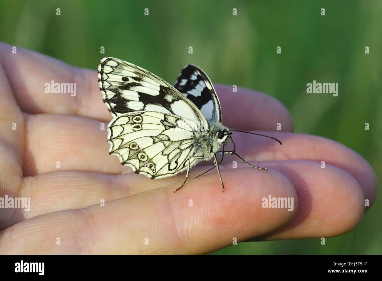 Bringer of spring hi-res stock photography and images - Alamy