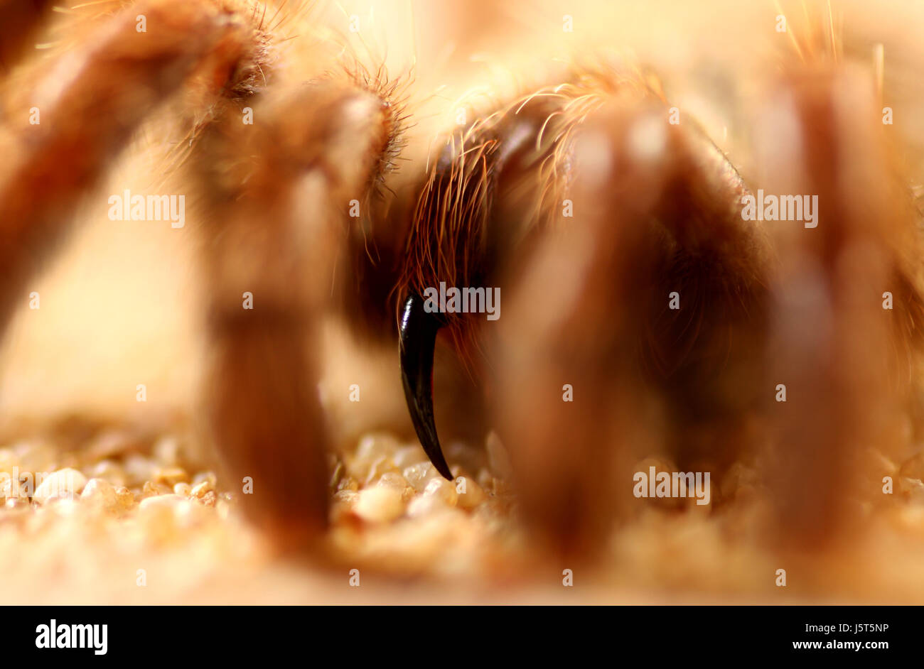 Tarantula spider teeth hi-res stock photography and images - Alamy