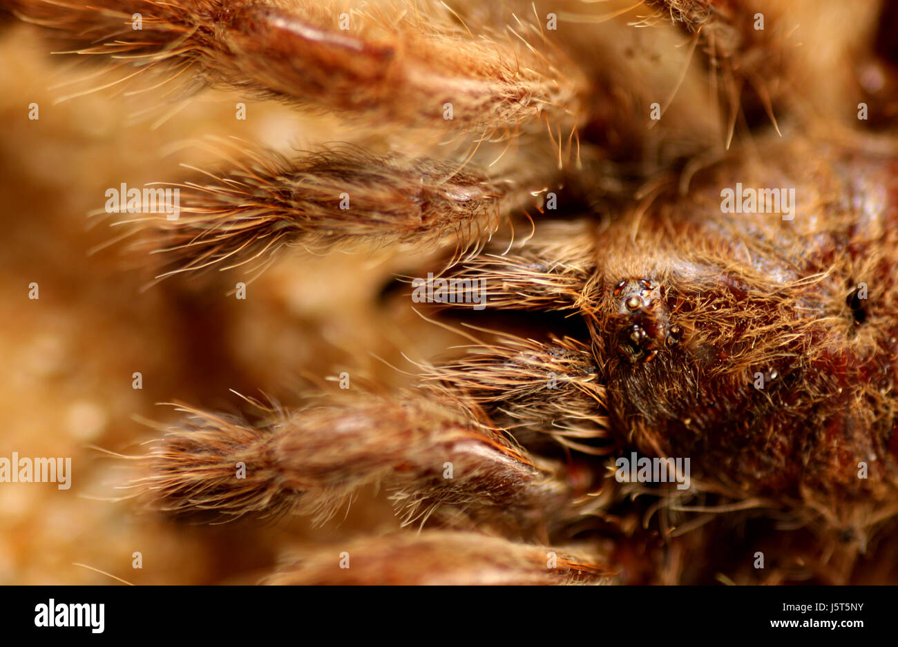 Tarantula spider teeth hi-res stock photography and images - Alamy