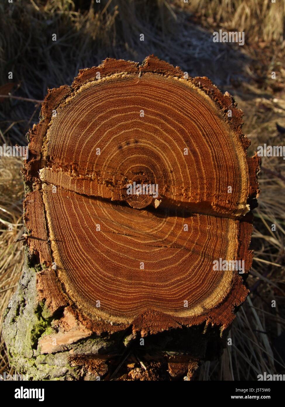 tree wood vein snag annual rings tree wood frost vein snag blunt annual ...