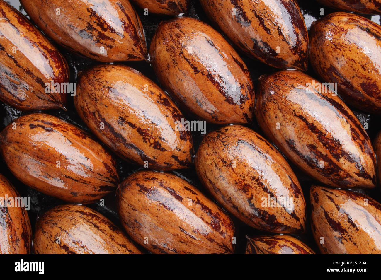 tree nut edible food aliment tree brown brownish brunette agriculture ...