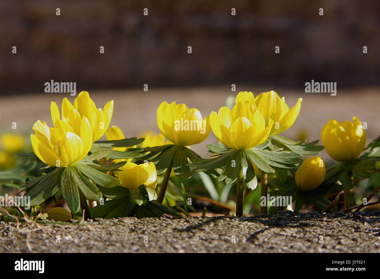 flower flowers plant botany crowfoot flower plant green bloom blossom ...