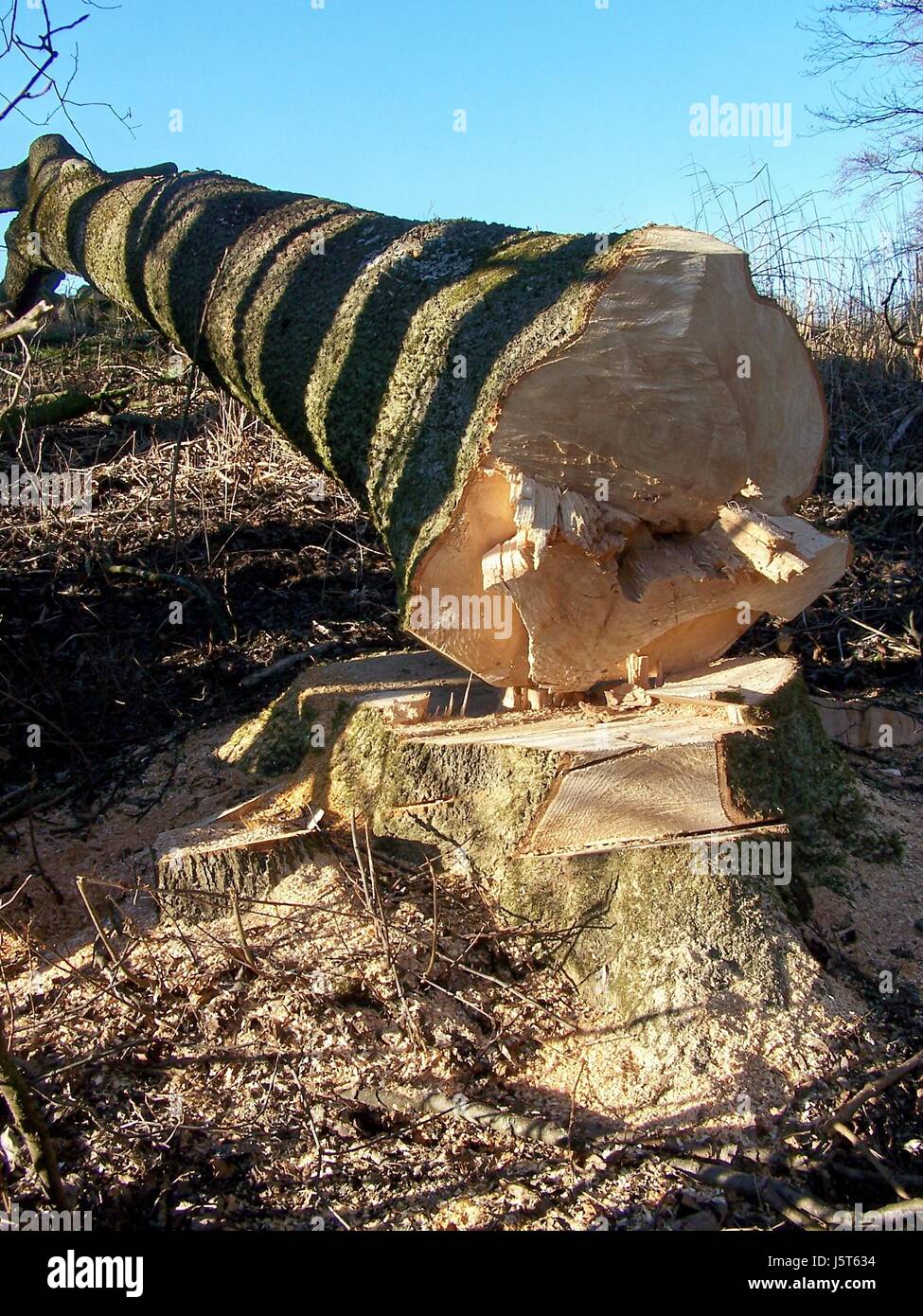 tree wood drop snag tear down sawed off blown off tree wood drop saw ...