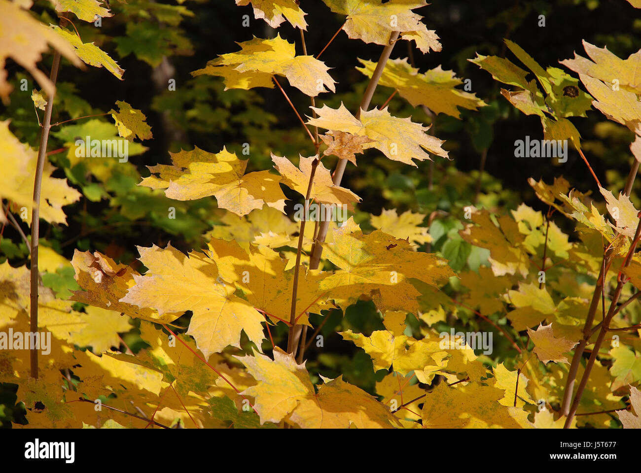 leaf tree leaves coloured colourful gorgeous multifarious richly ...
