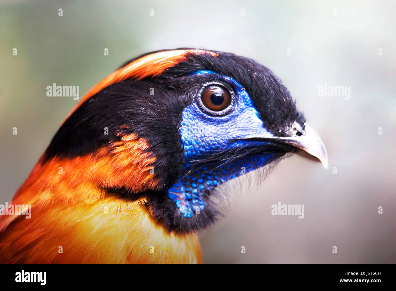 bird birds poultry breed pheasant bird birds poultry breed pheasant ...