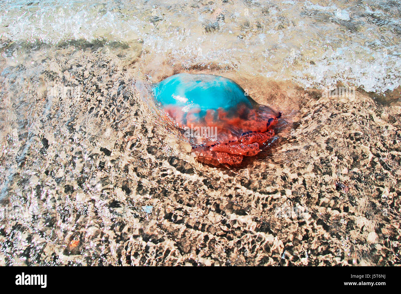 jellyfish in wave on the beach Stock Photo - Alamy